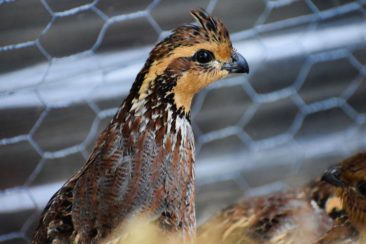 Quail - Bird pictures | Curated Photography on EyeEm