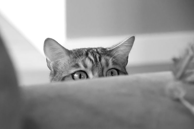 Hiding Cat pictures | Curated Photography on EyeEm