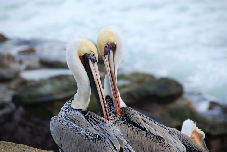 Animals Mating pictures | Curated Photography on EyeEm