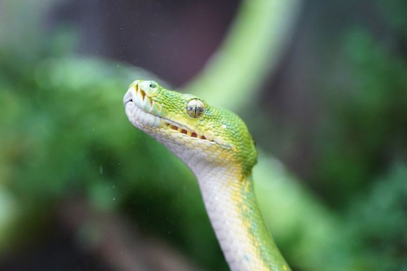 Constrictor pictures | Curated Photography on EyeEm