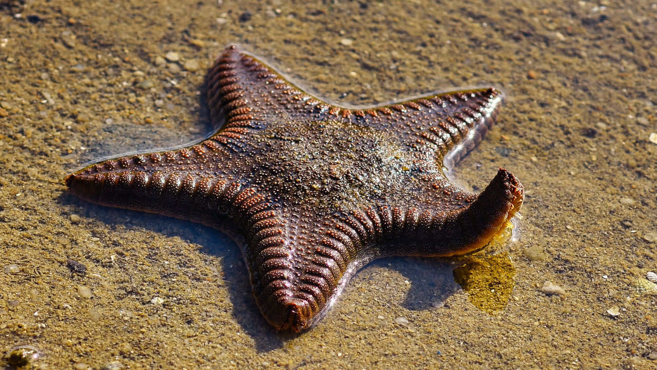 Close-up of starfish on sand | ID: 157876734