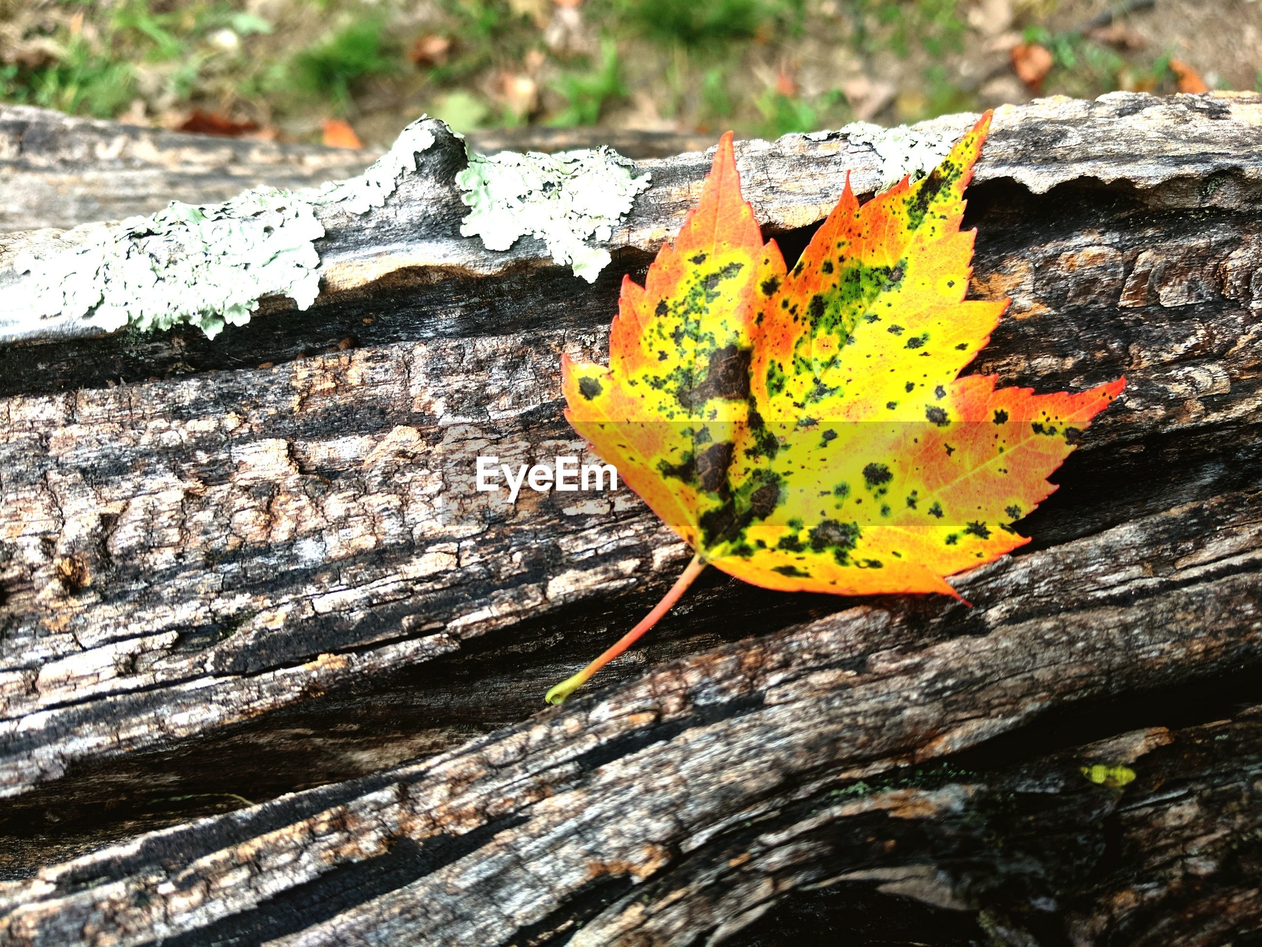 Close-up of moth on tree trunk | ID: 111339517