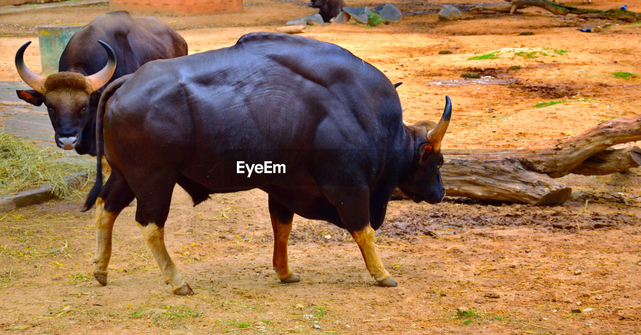 animal themes 195781399 | Beautiful photography on EyeEm