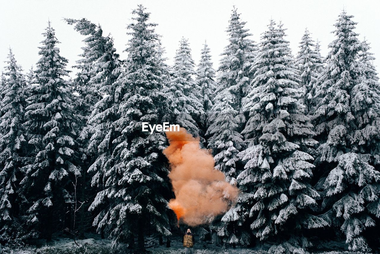 Smoke amidst snow covered trees | ID: 66357080