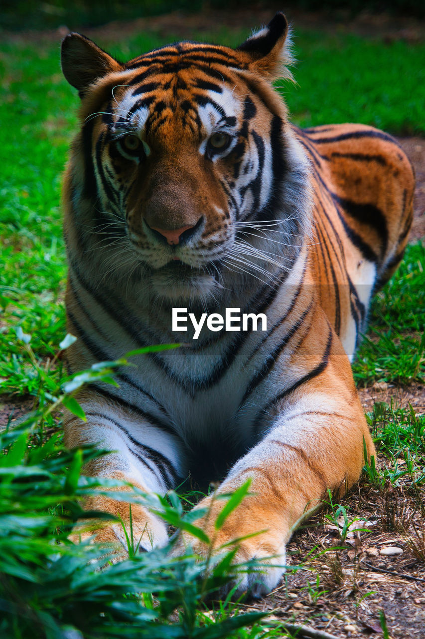 animal themes 196106349 | Beautiful photography on EyeEm