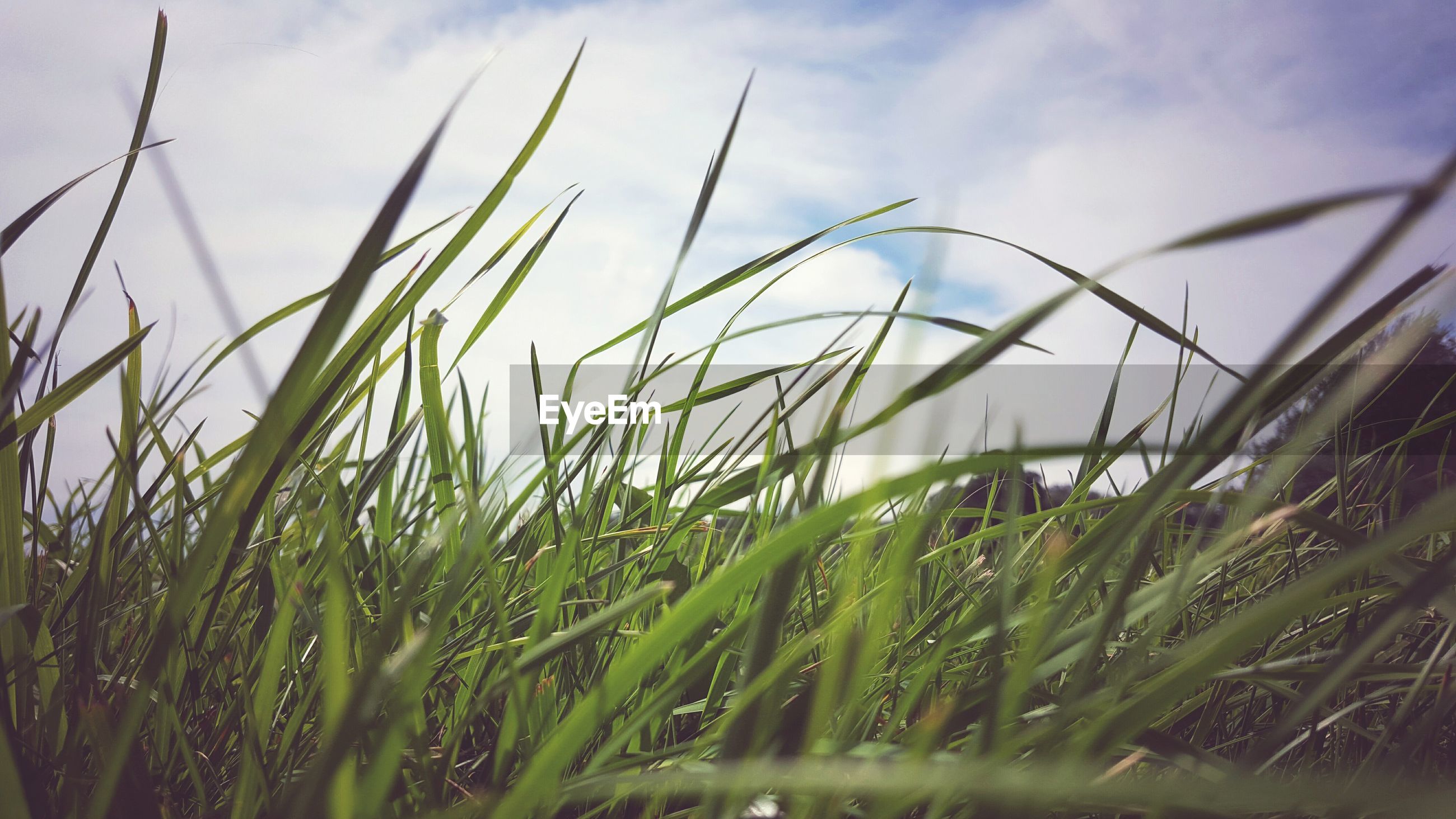Low angle view of grass growing against | ID: 90453021