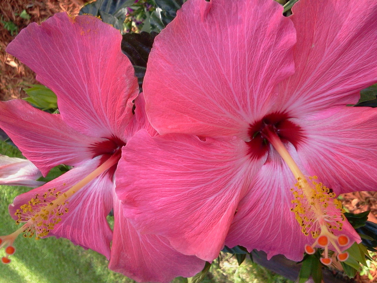Close-up of hibiscus | ID: 62700669