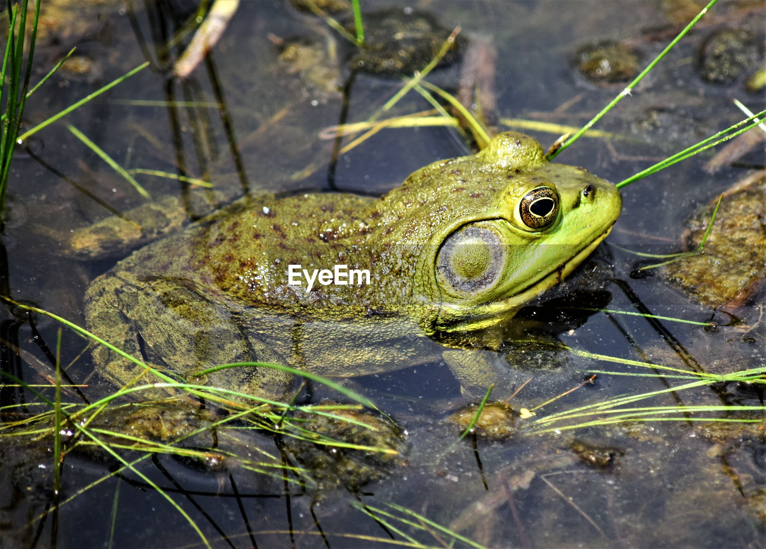 High angle view of frog on leaf | ID: 123036709