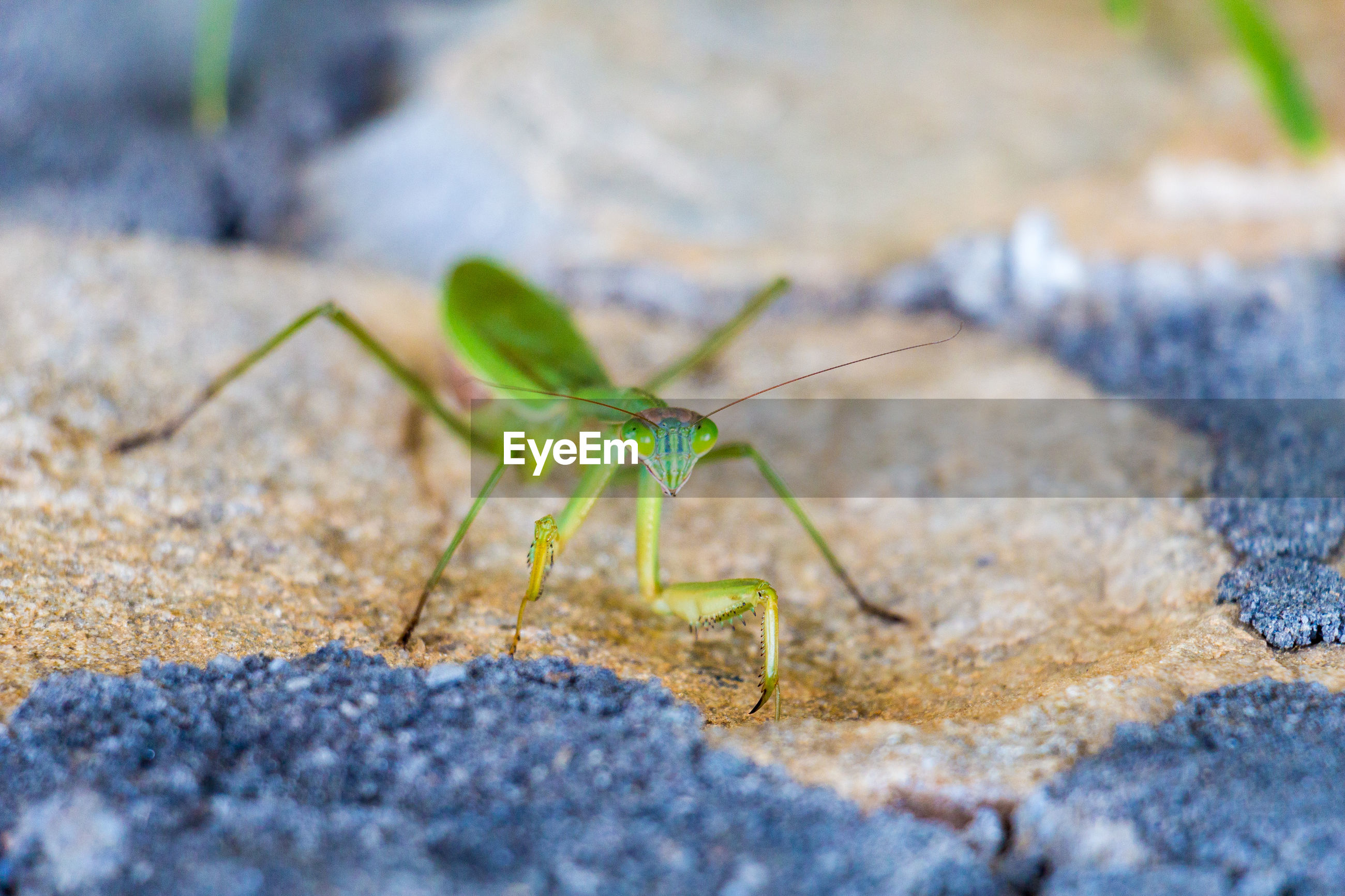 Close-up of insect on rock | ID: 127555959