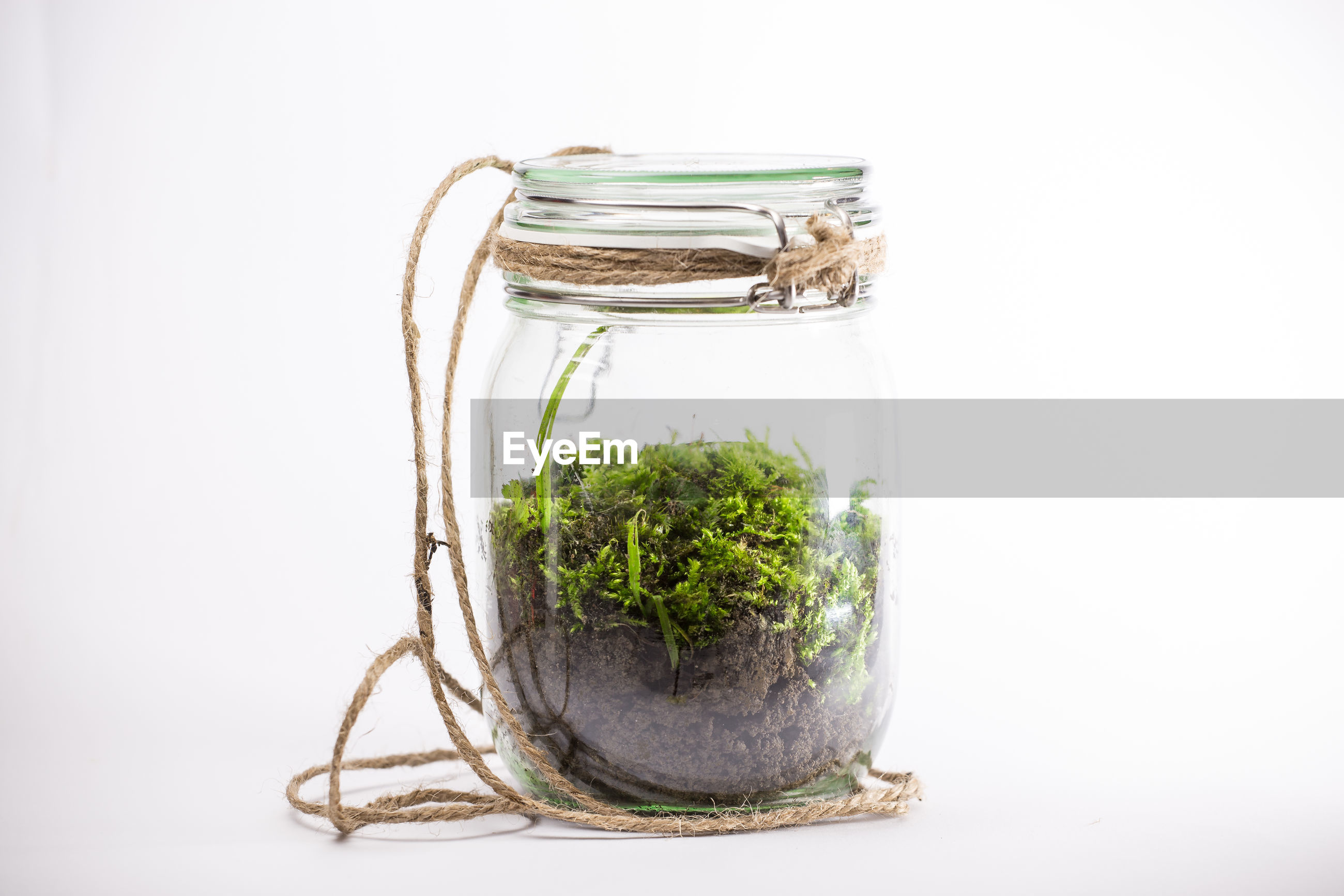 Close-up of moss growing in jar against | ID: 116444144