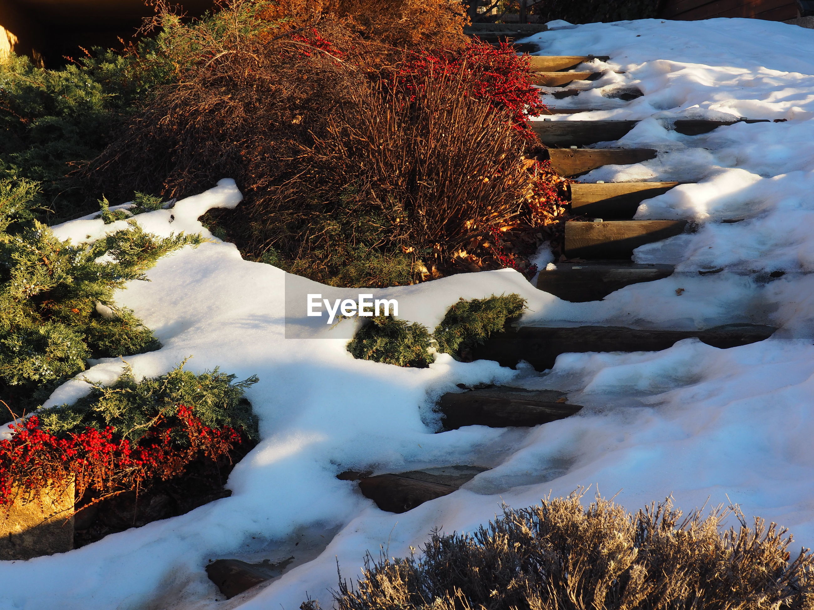 Snow covered plants by mountains | ID: 139446897