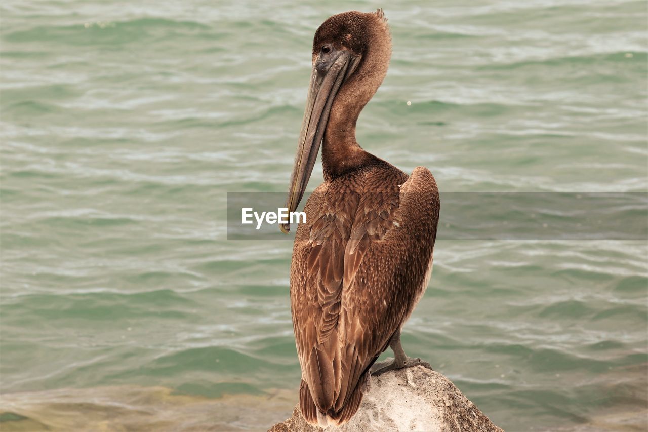 Rear view of a bird | ID: 159471870