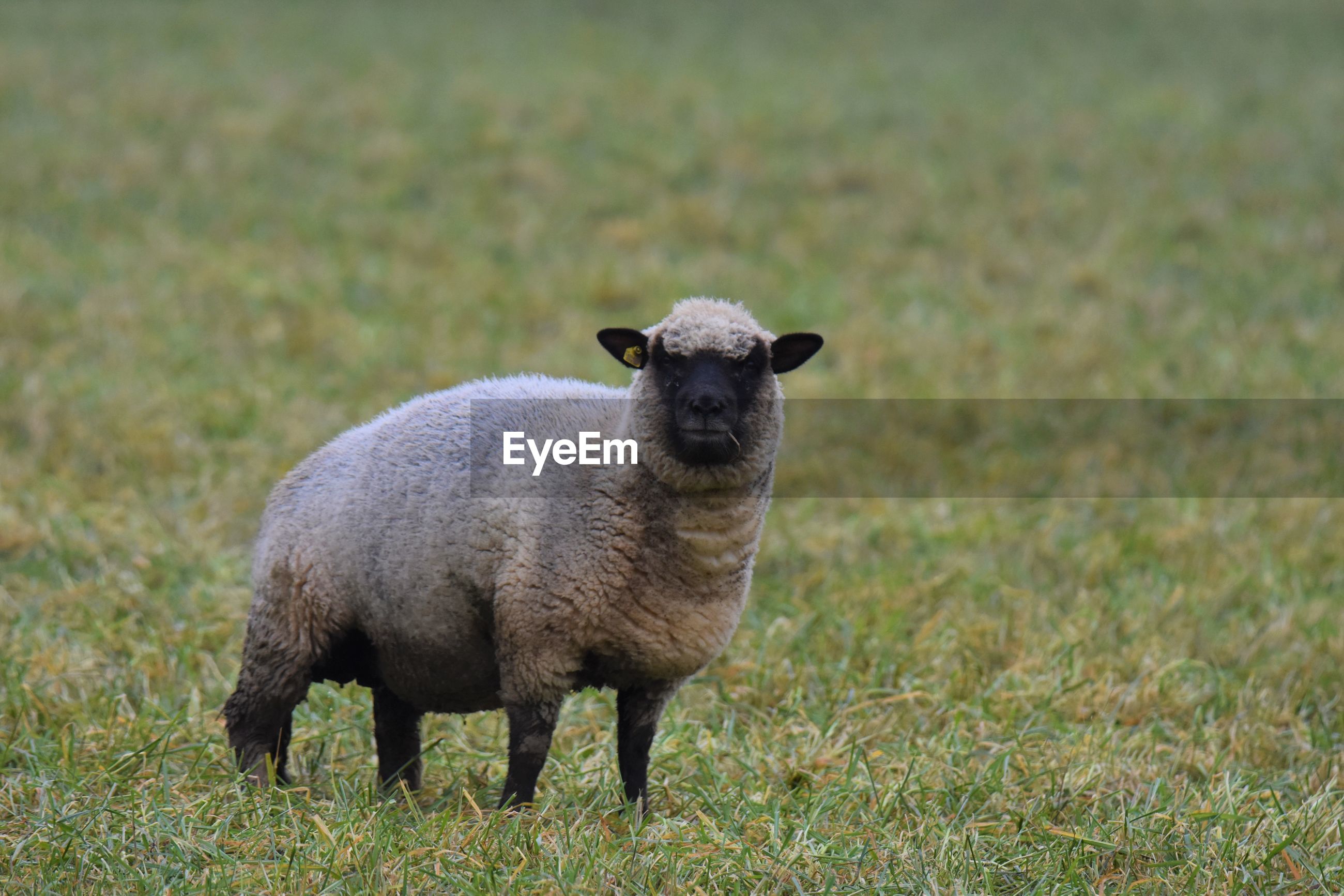 Portrait of sheep standing on grass | ID: 154399726