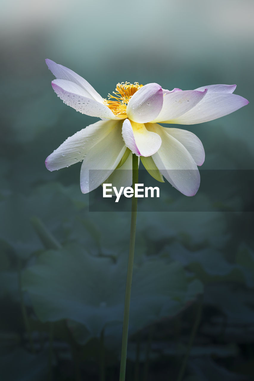 flower 197420909 | Beautiful photography on EyeEm