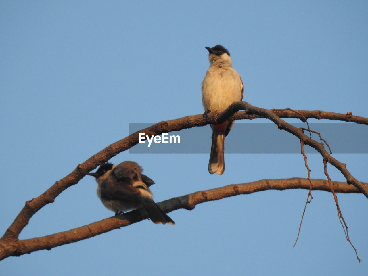 Low angle view of birds perching on branch | ID: 137399247