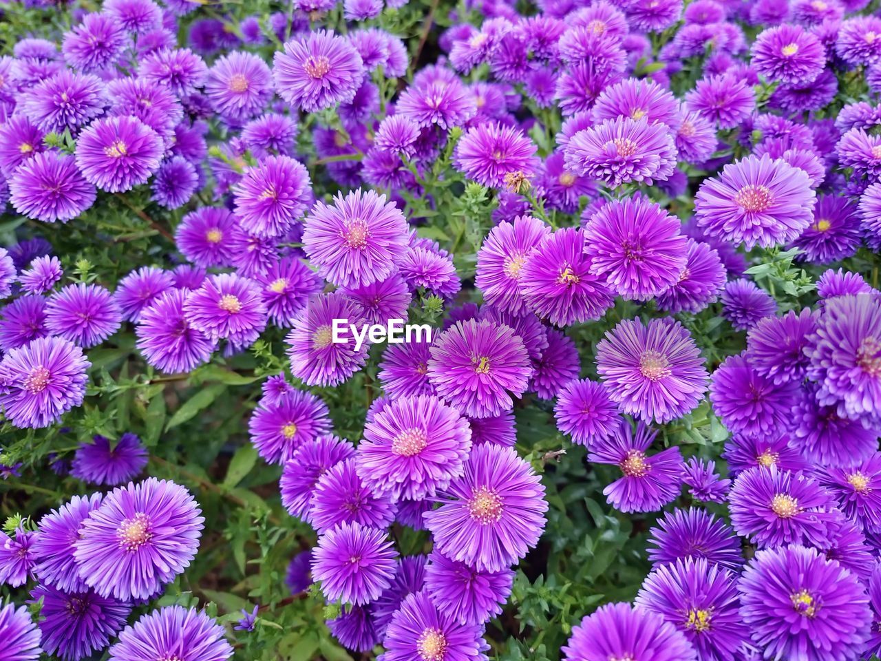flower 198150515 | Beautiful photography on EyeEm
