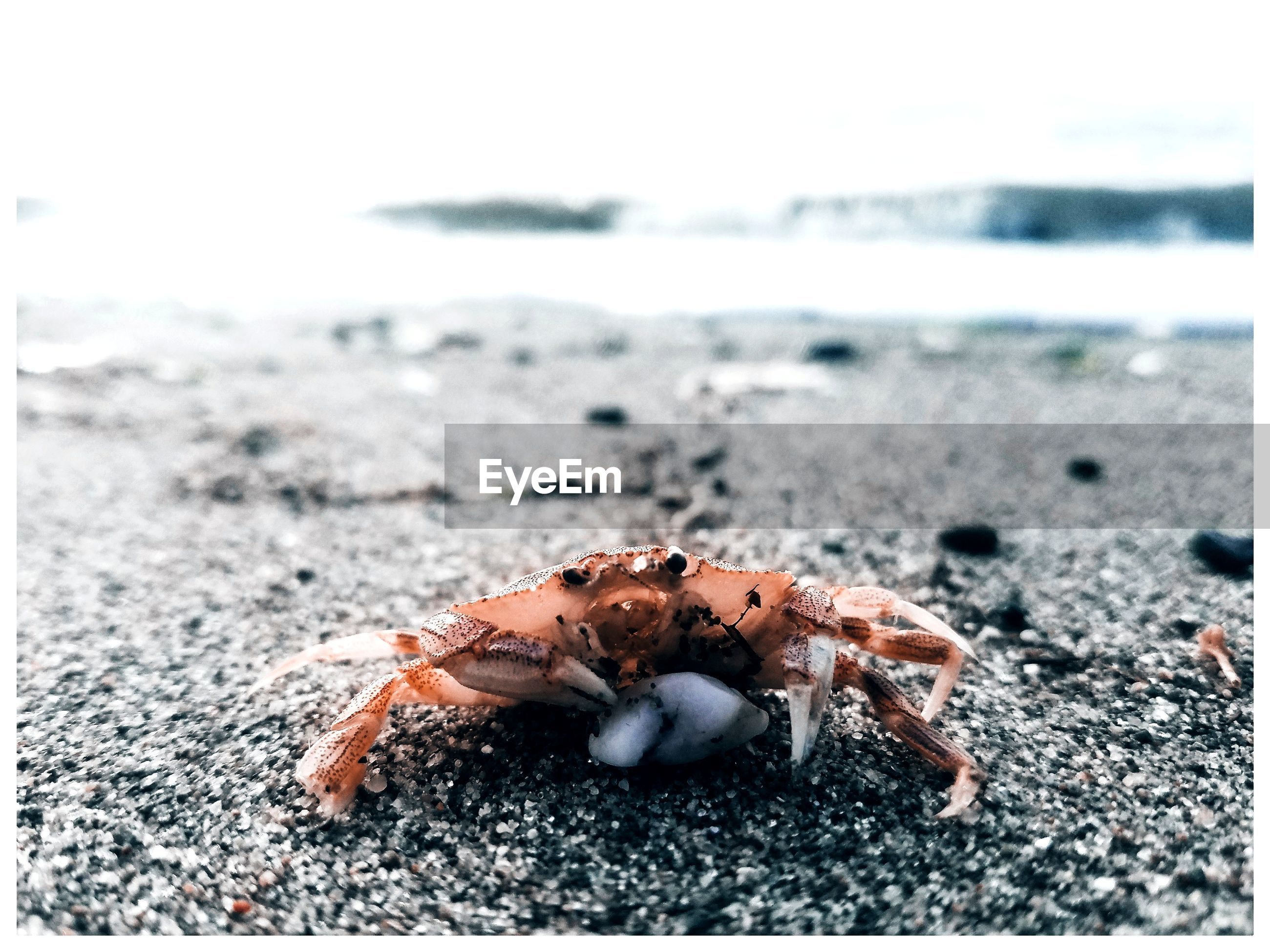 Close-up of insect on sand | ID: 124407043