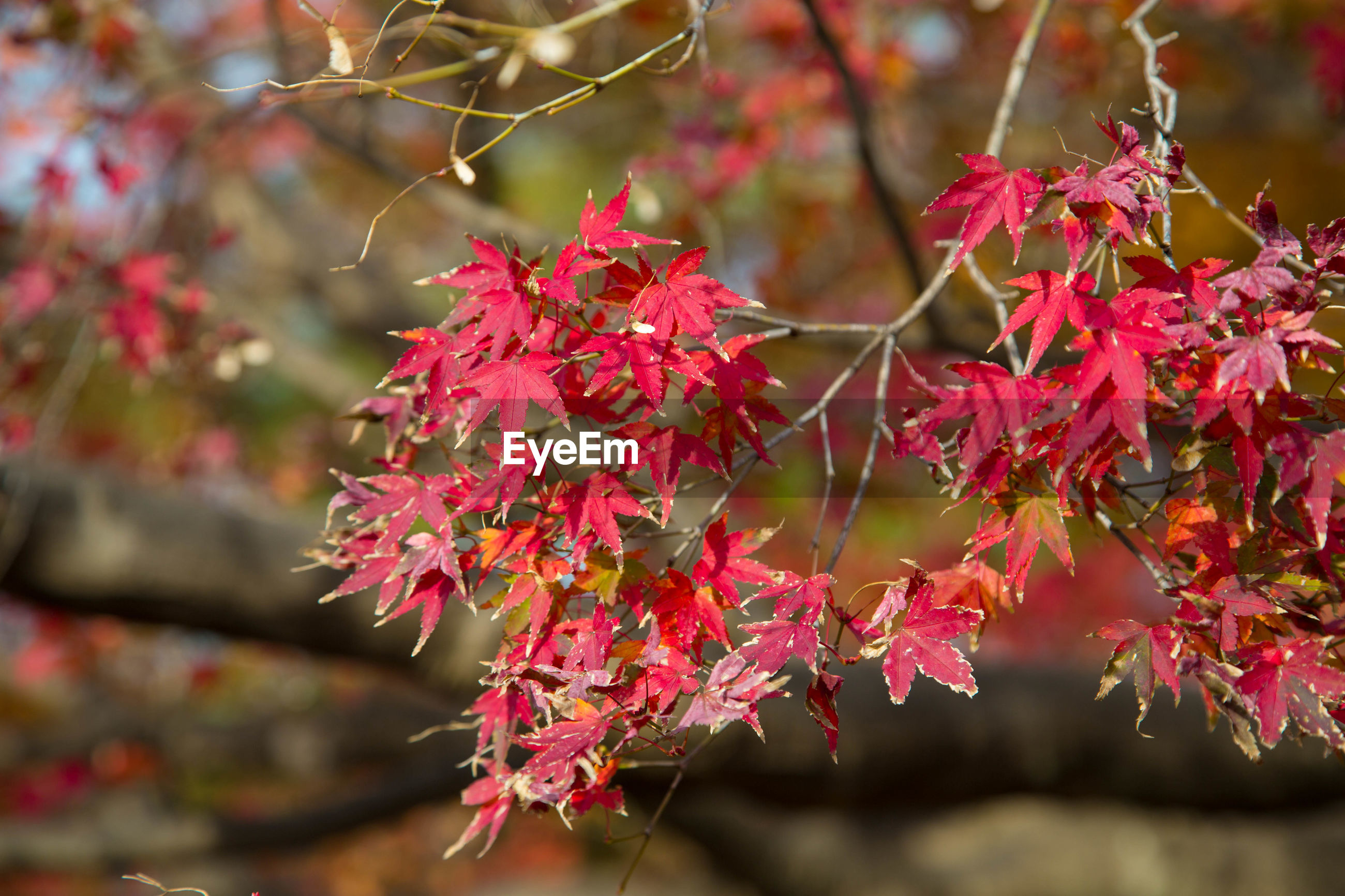 Close-up of red maple leaves on tree | ID: 148726387