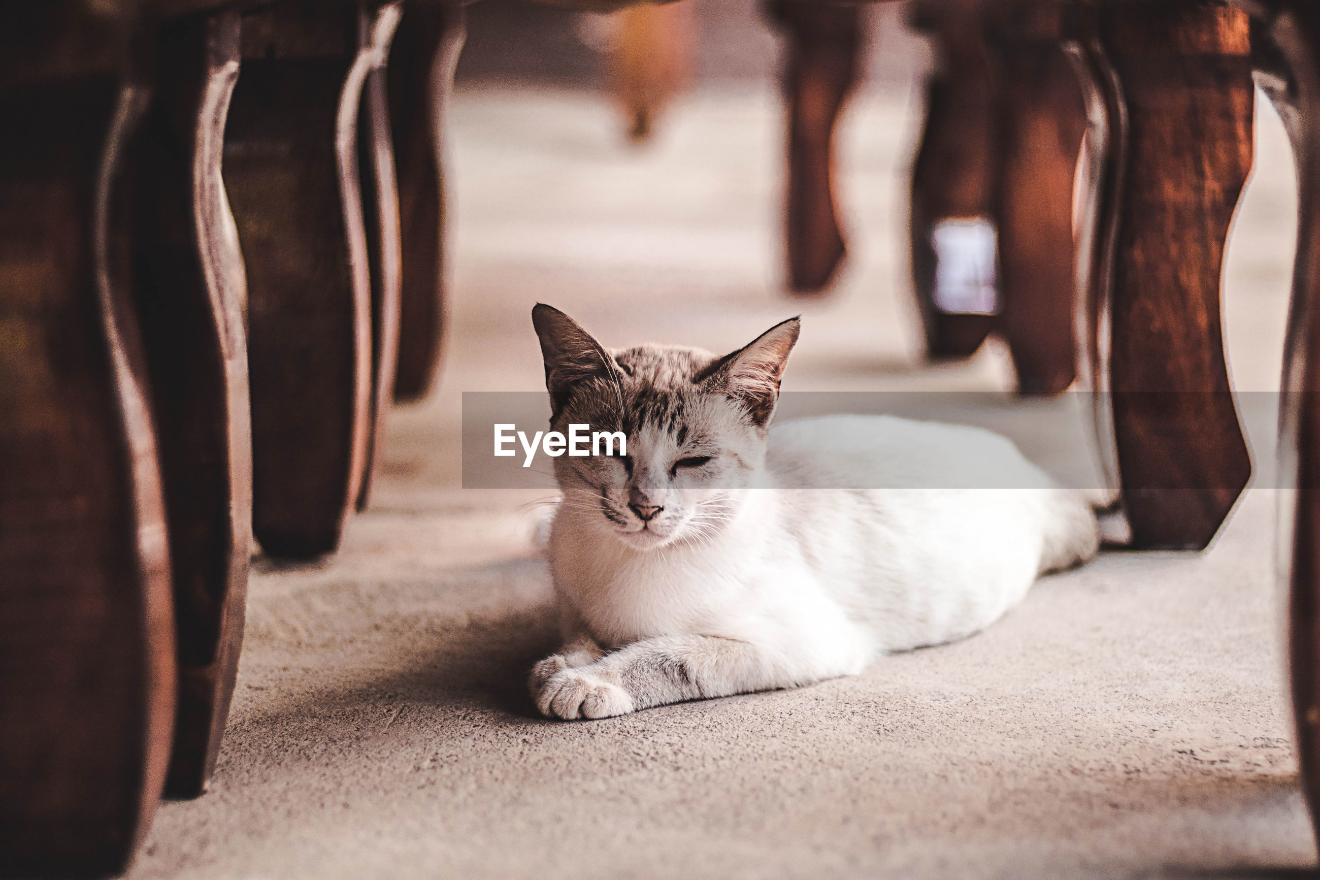 Close-up of a cat resting | ID: 138552329