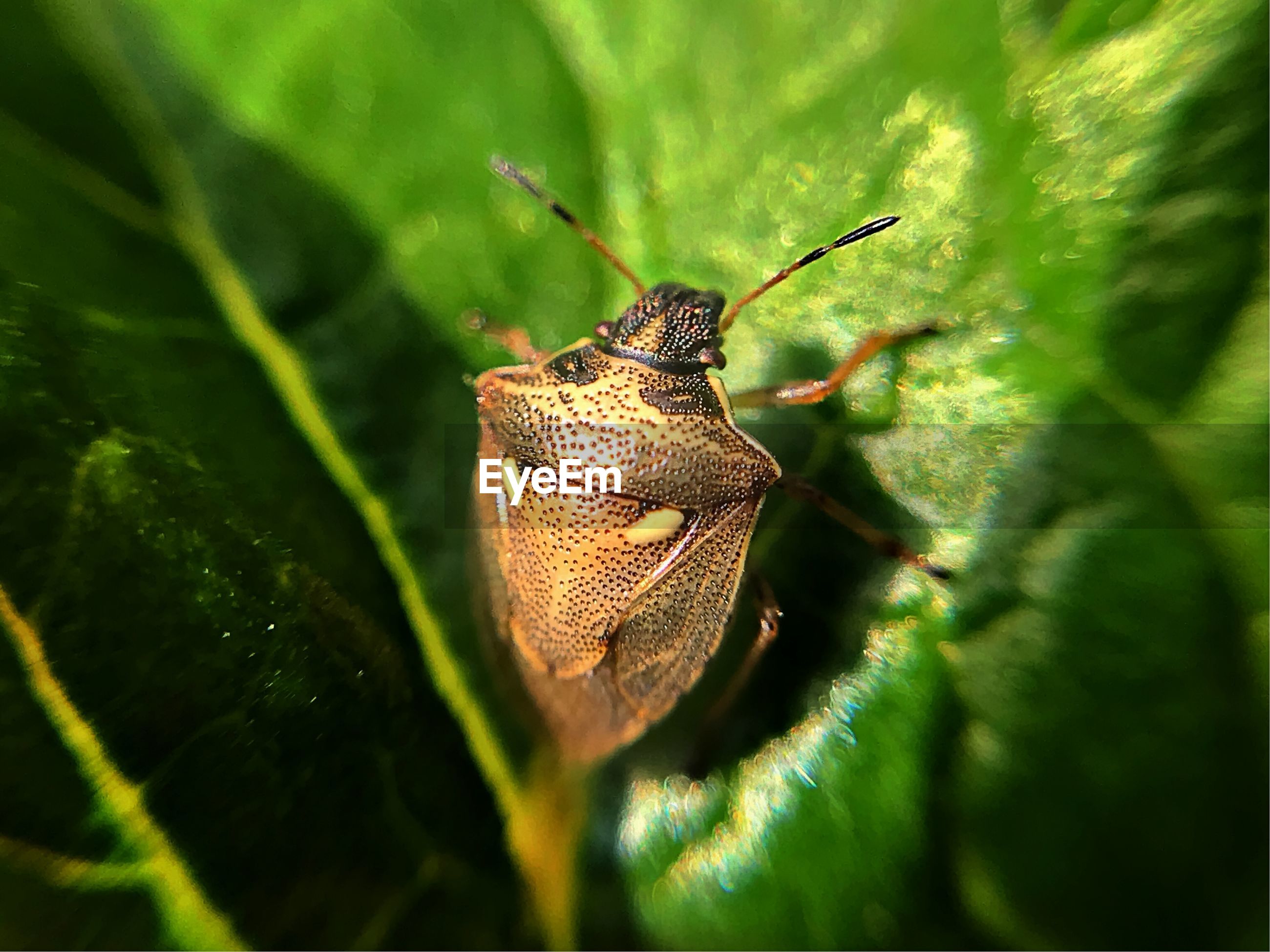 Close-up of insect | ID: 142187628