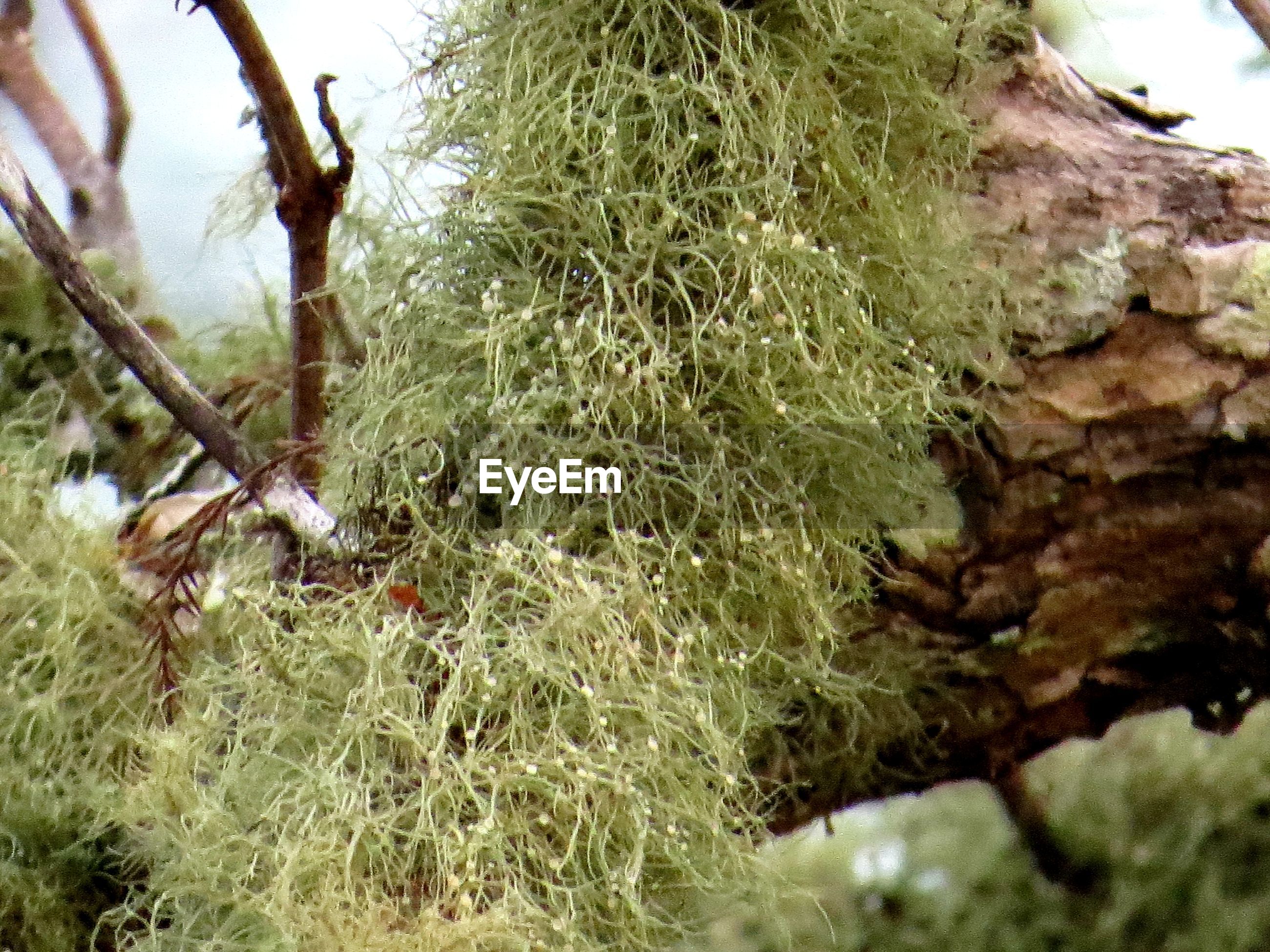 Close-up of lichen growing on tree | ID: 138006224