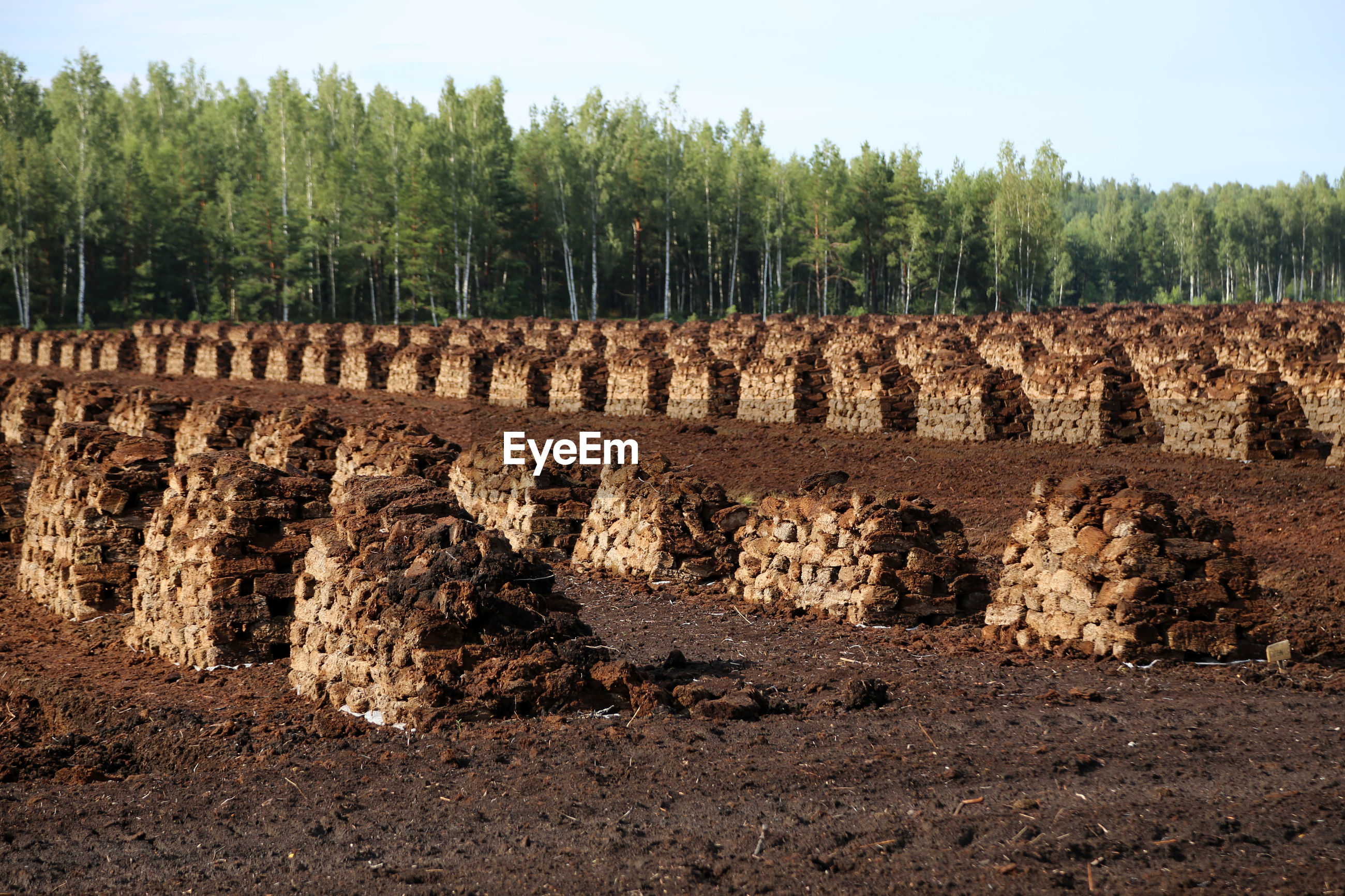 Peat stacks with trees against clear sky | ID: 90816783