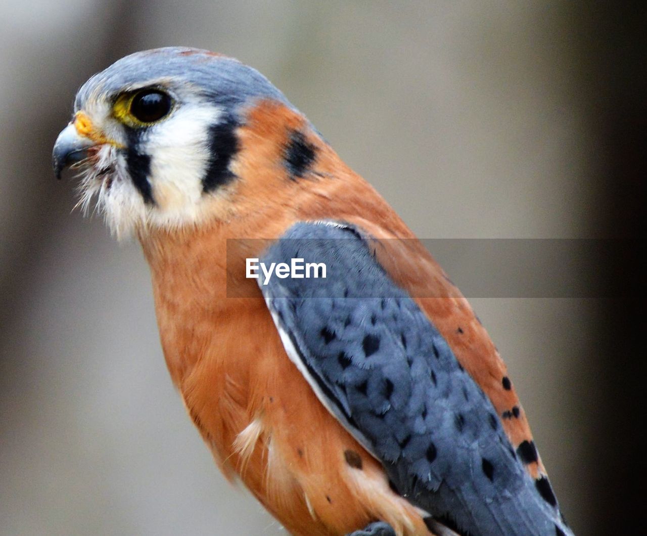 Side view of kestrel | ID: 91412642