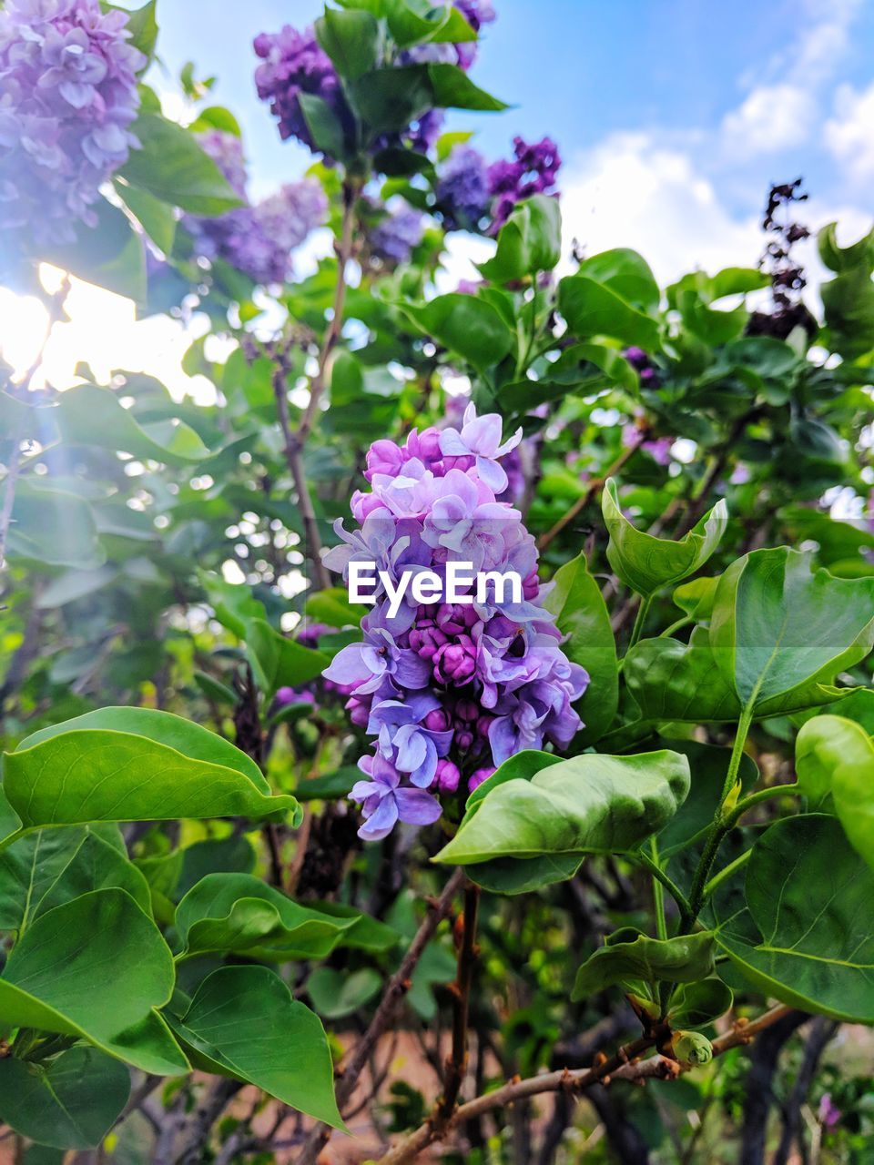 Close-up of purple flower | ID: 122967137