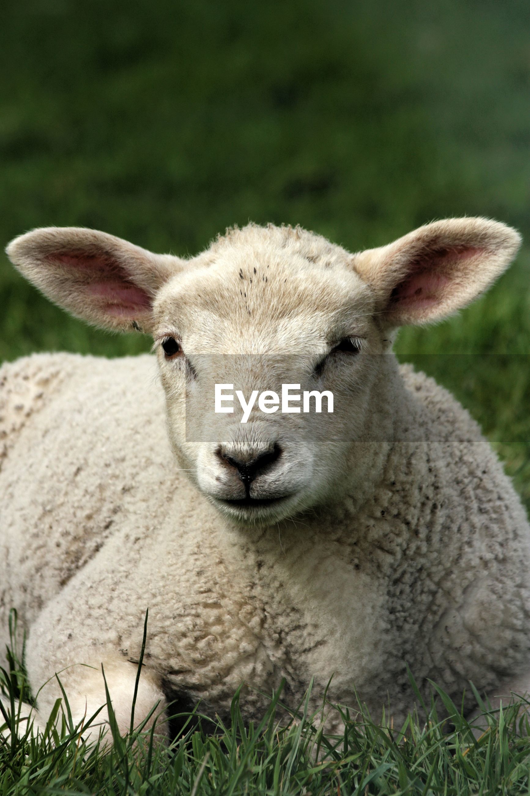 Close-up portrait of sheep | ID: 104098796