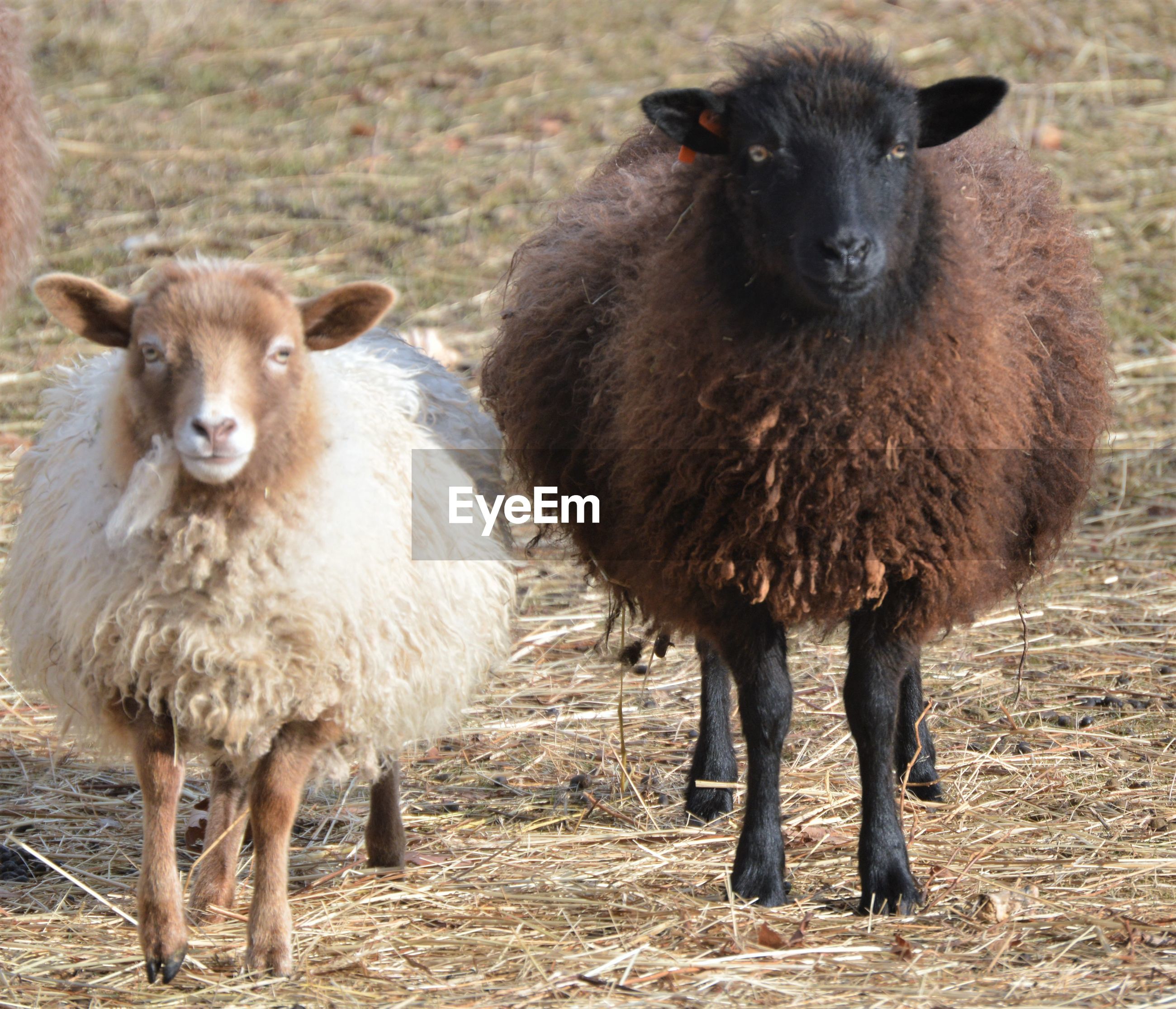 Portrait of sheep standing on field | ID: 100247254