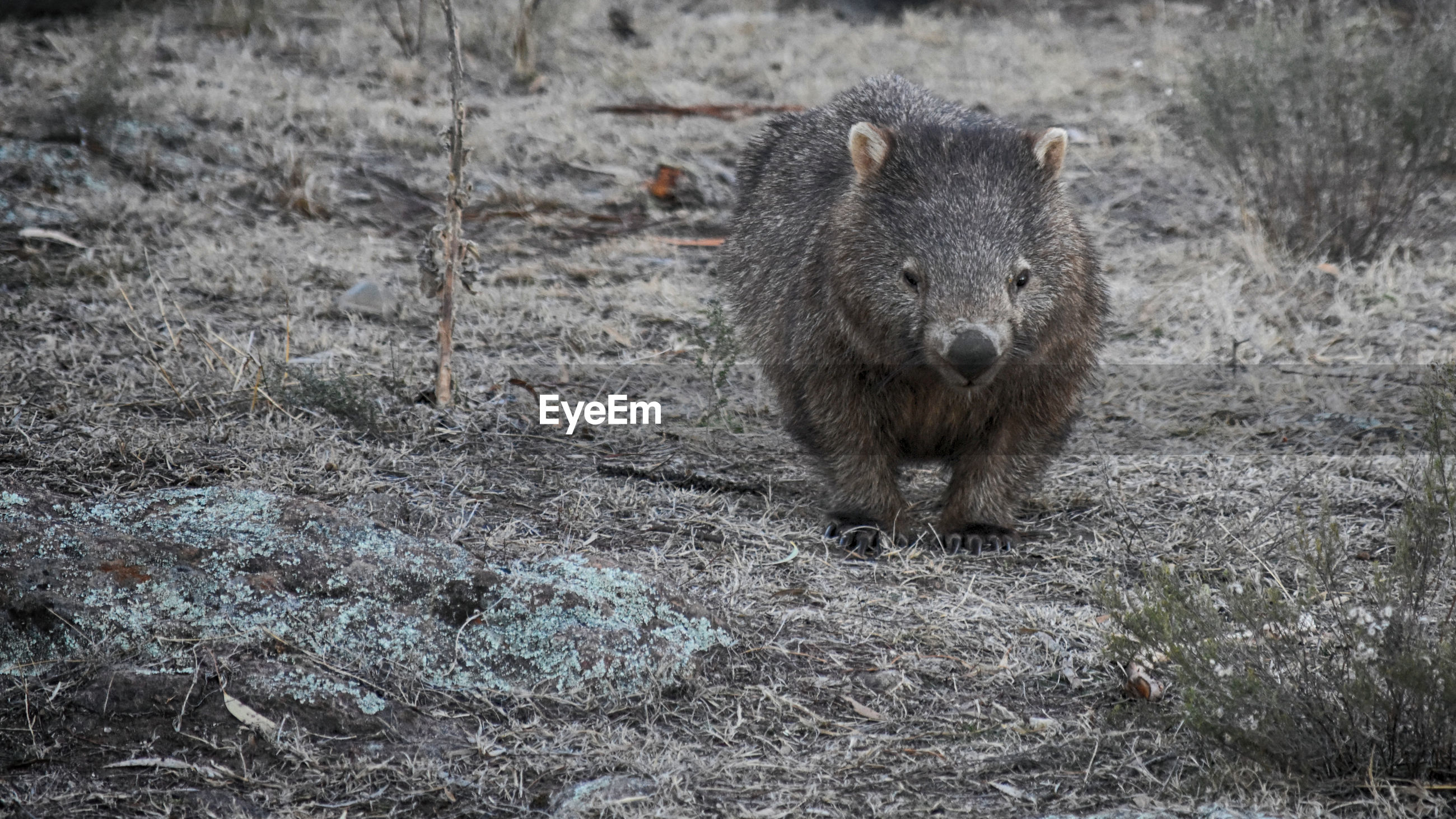 Portrait of wombat standing on grassy field | ID: 127567395