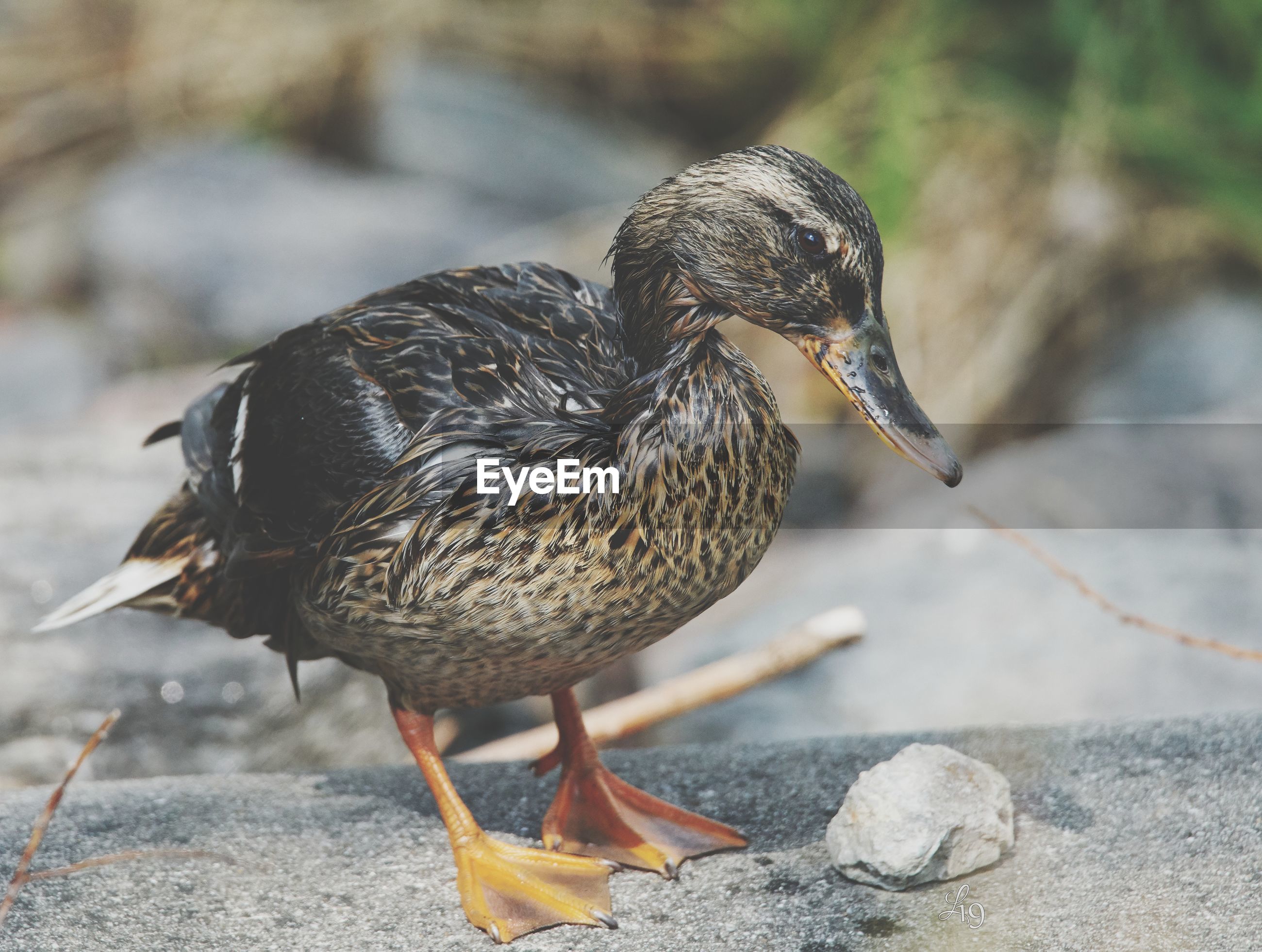 Close-up of a duck | ID: 140198245