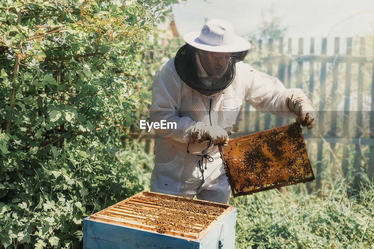Man working with bee hives outdoors | ID: 179325581
