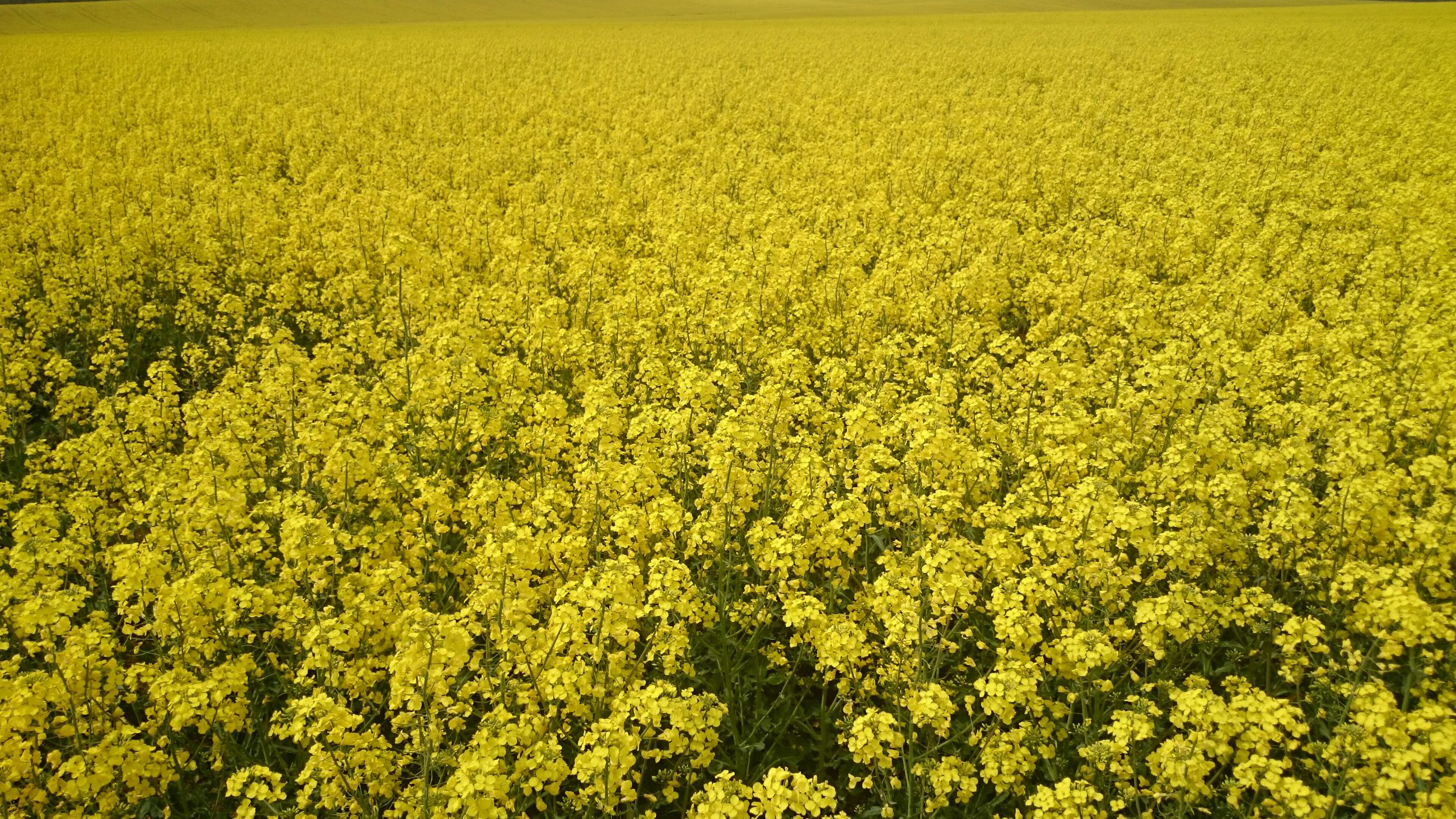 Field of mustard plants bloom bright yellow | ID: 64350403