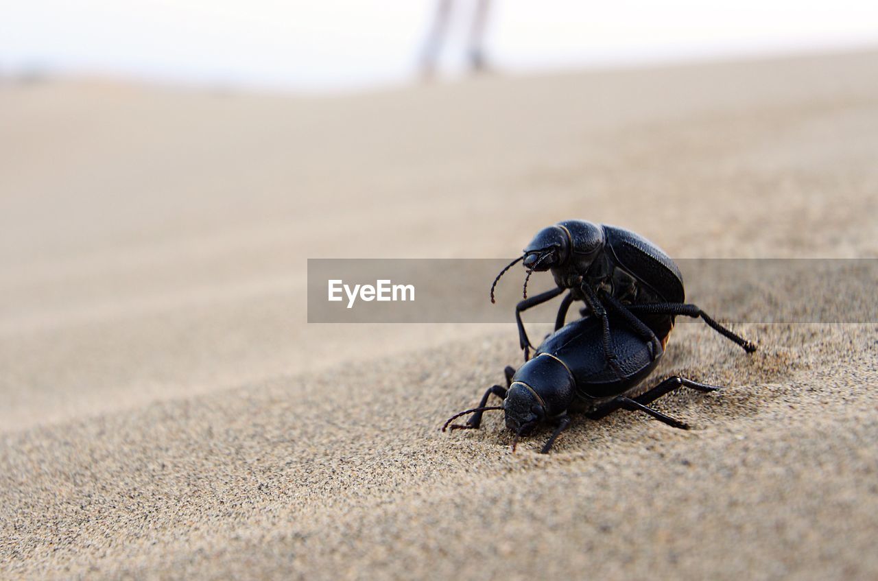 Close-up of insects mating on sand at beach | ID: 113170610