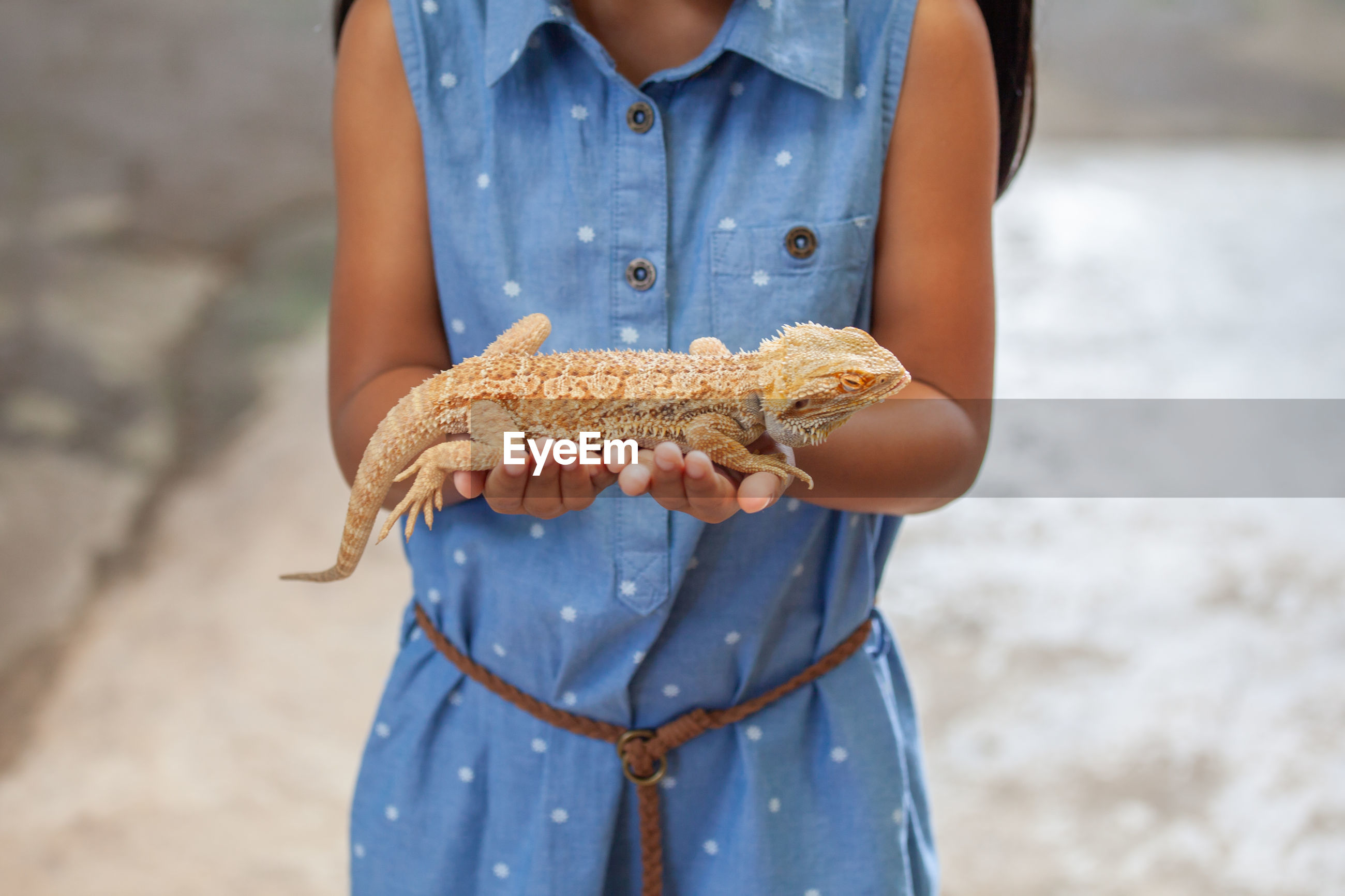Midsection of girl holding lizard | ID: 129838314