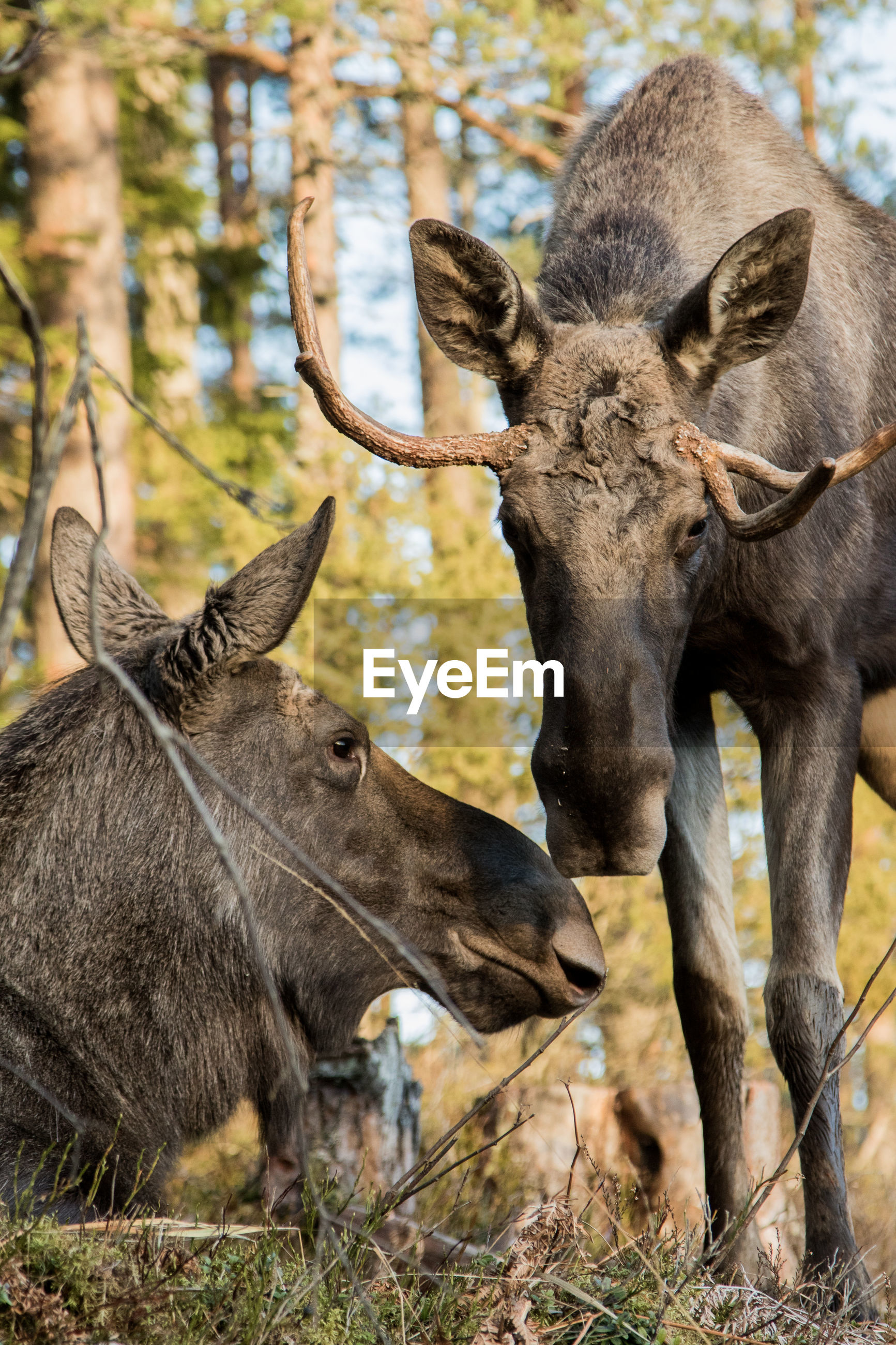 Male and female moose in forest | ID: 107285179