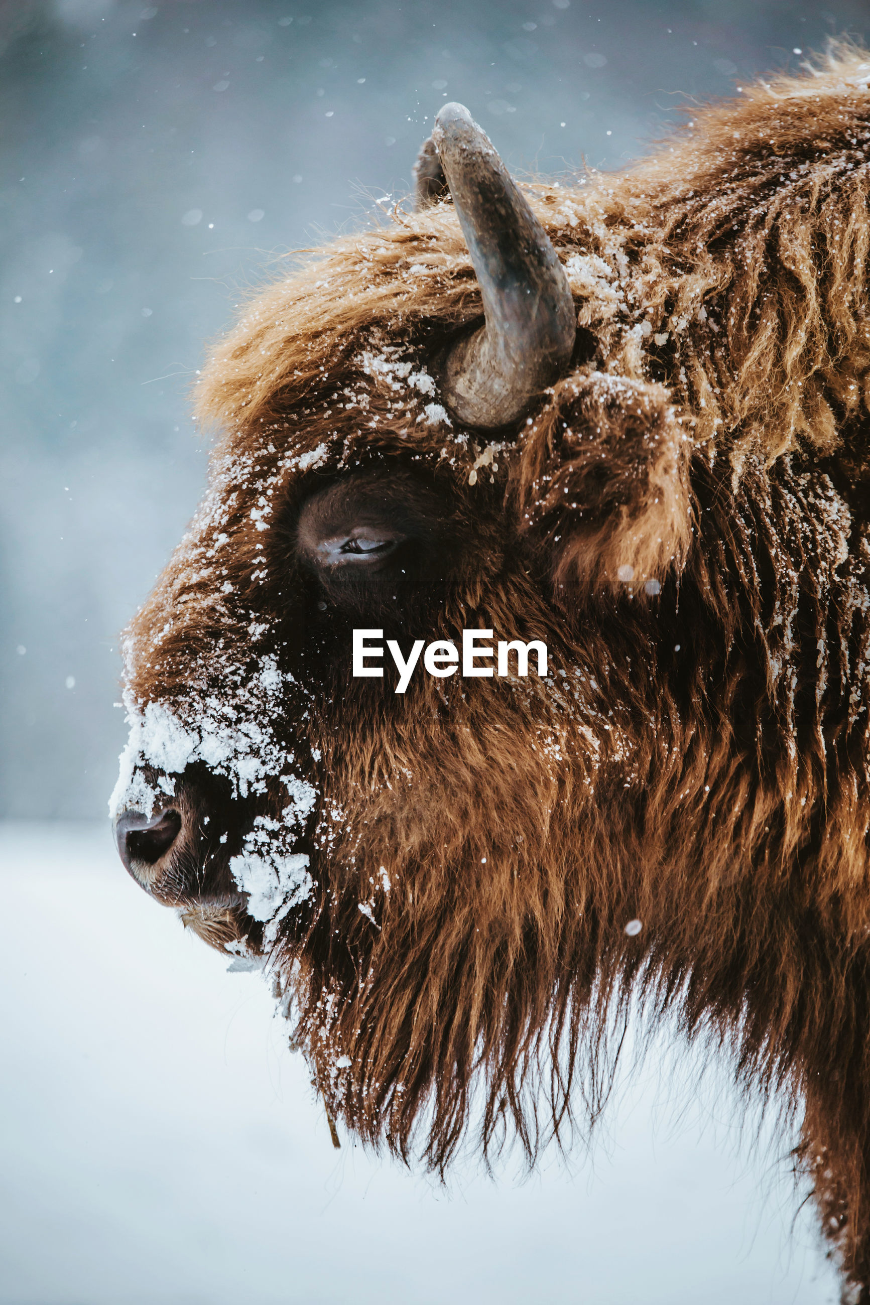Close-up of american bison during winter | ID: 119184076