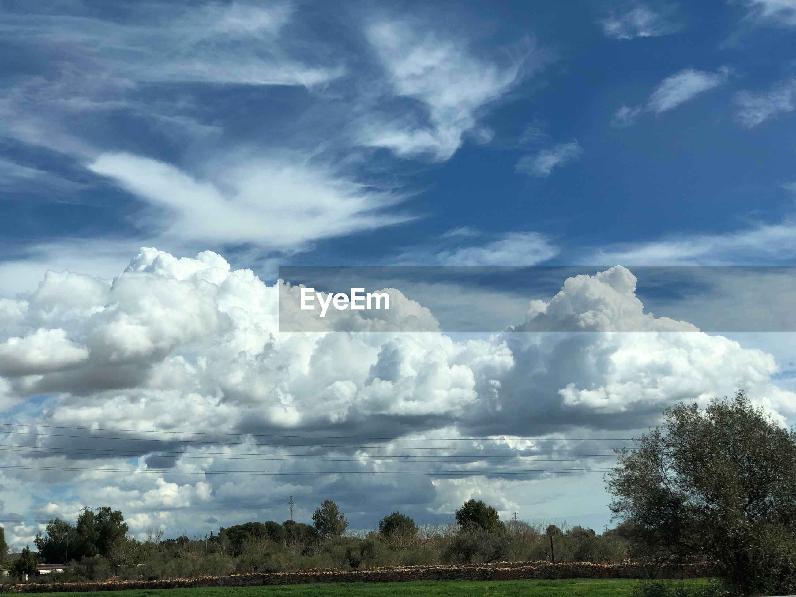 Low angle view of trees on landscape | ID: 123702374