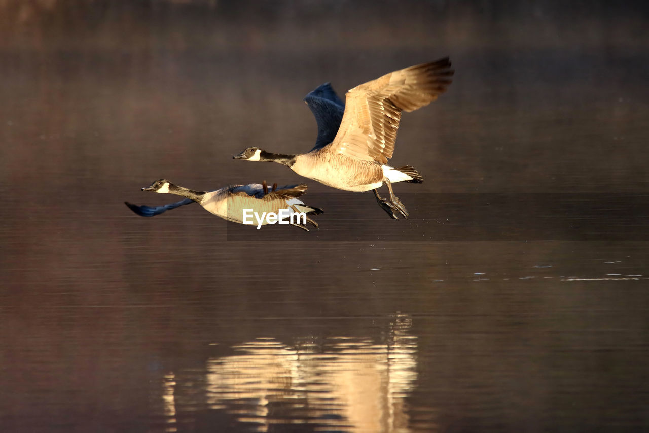Birds flying over water | ID: 96367392