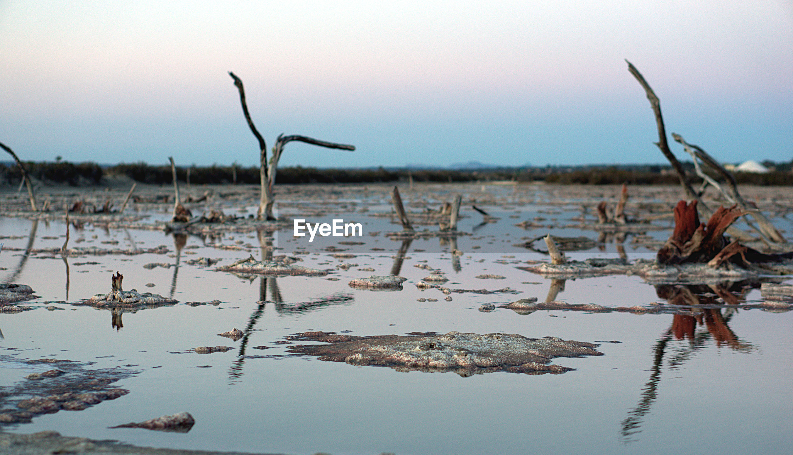 Dead plants in water against sky | ID: 82601282
