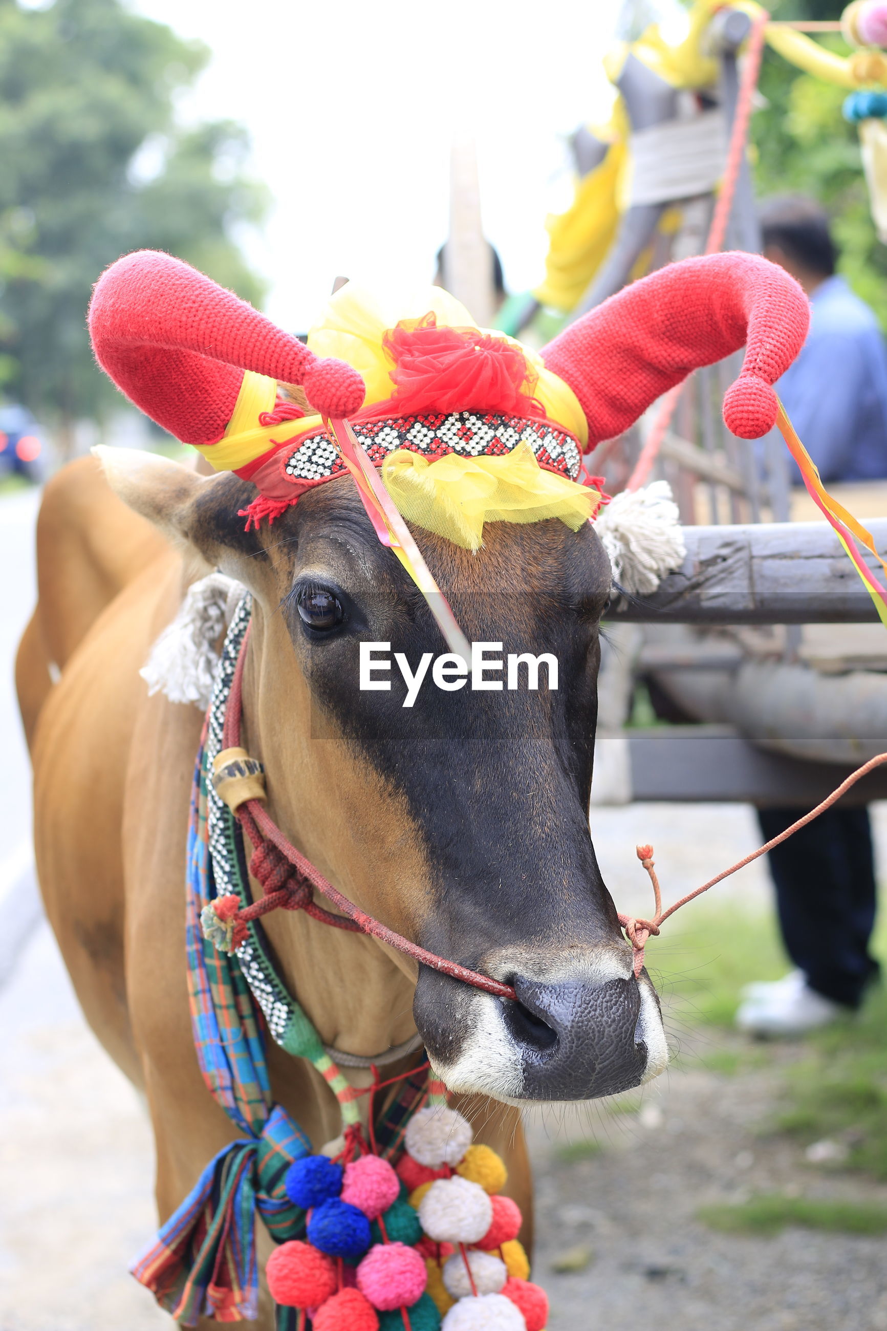 Close-up of multi colored cow | ID: 131486360