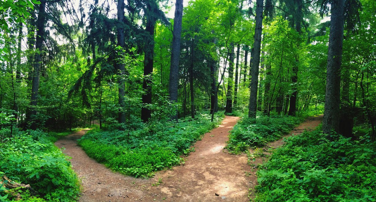 View of footpath in forest | ID: 89269679
