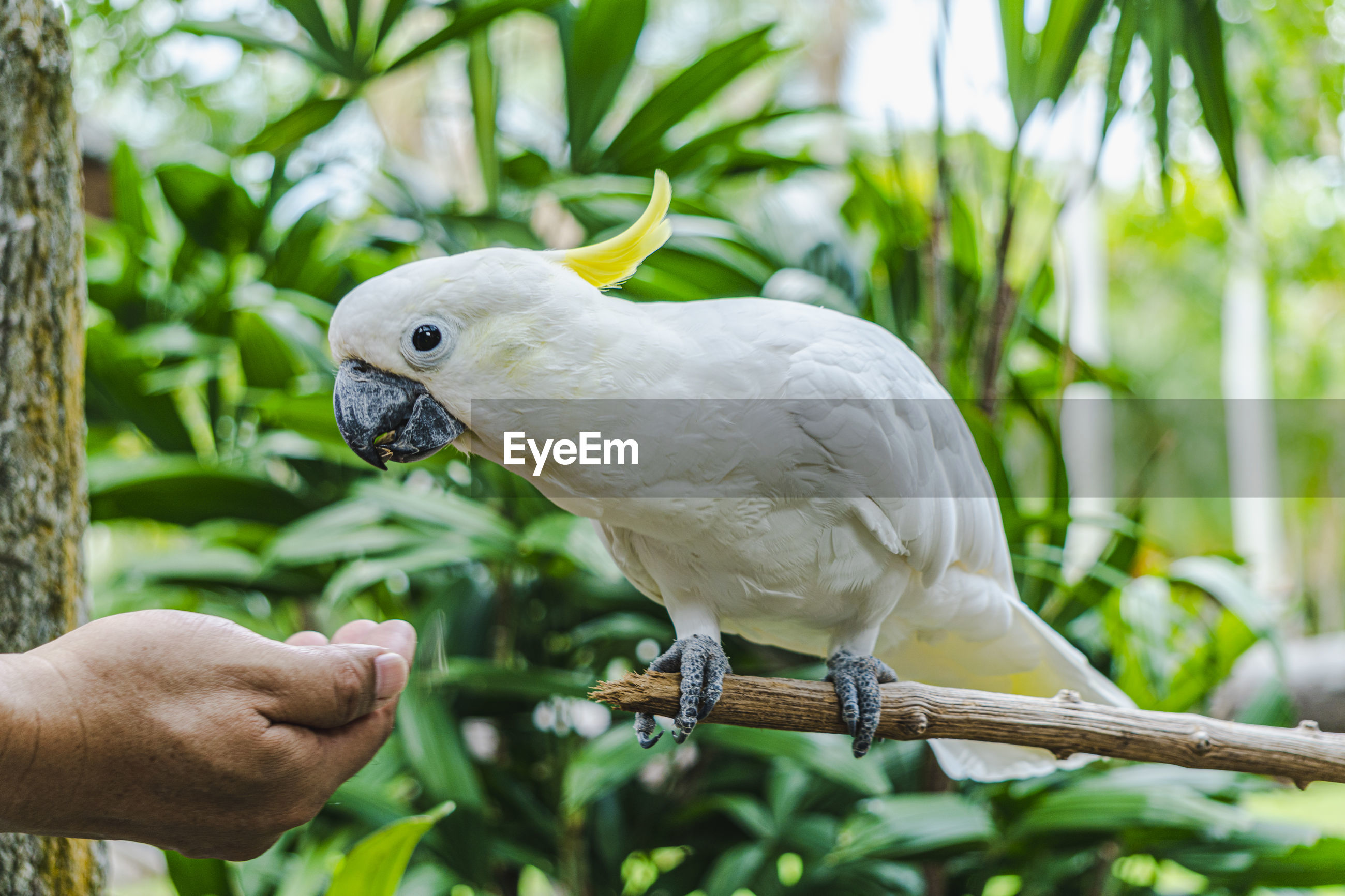Bird perching on hand | ID: 144817196