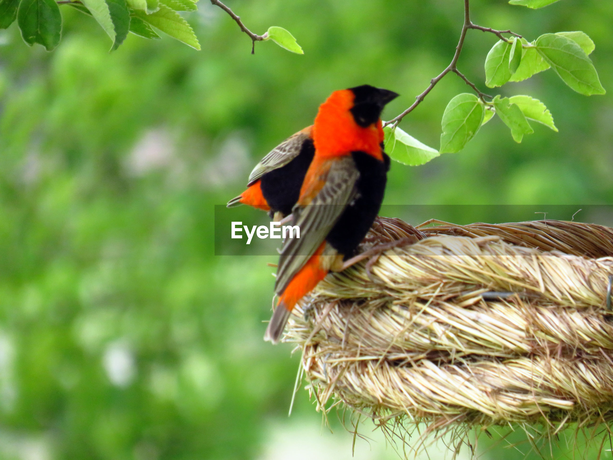 Close-up of bird perching on tree | ID: 134825776