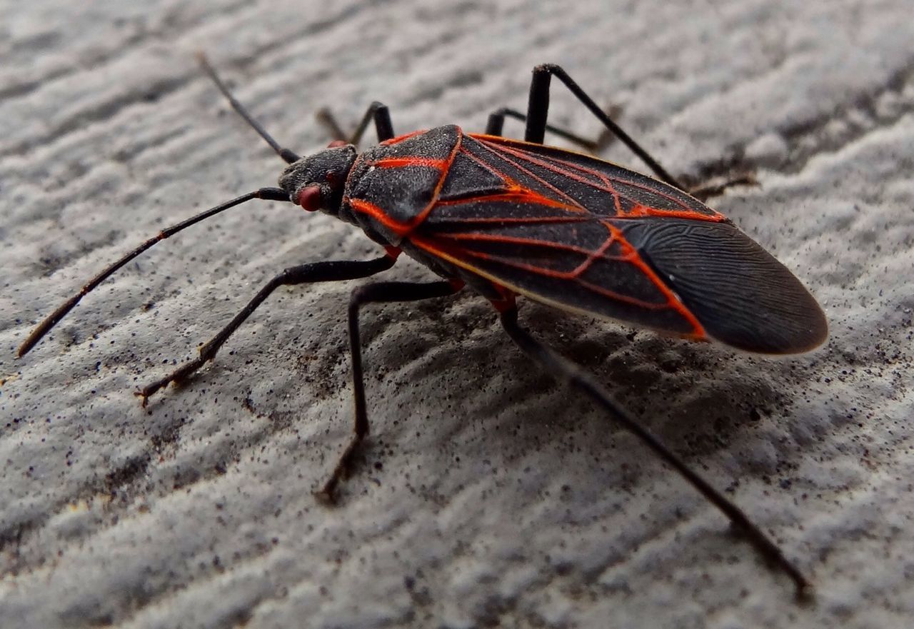 Close-up of insect on ground | ID: 9701113