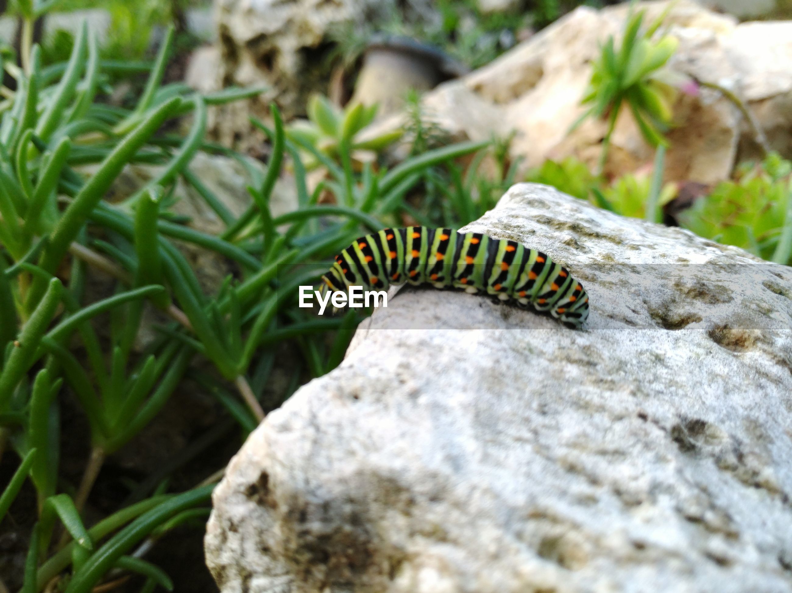 Close-up of an insect on rock | ID: 130801640