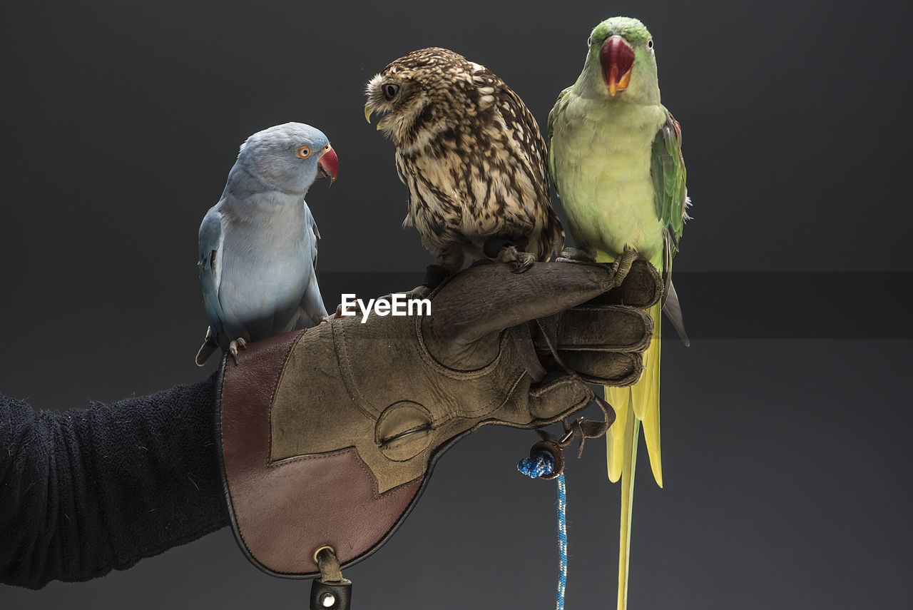 Birds perching on hand wearing protective | ID: 89243448