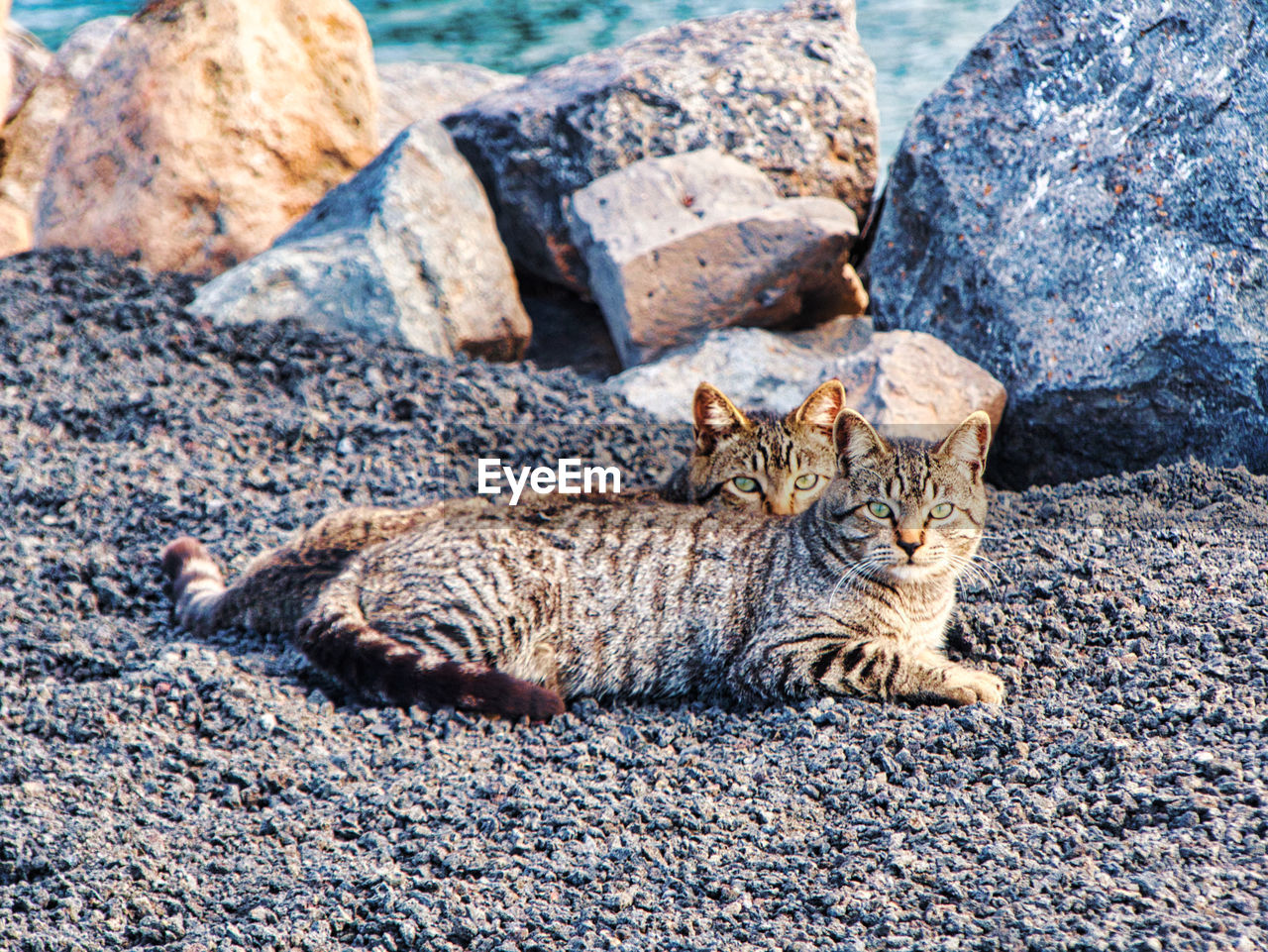 Portrait of cat lying on rocks | ID: 155034297