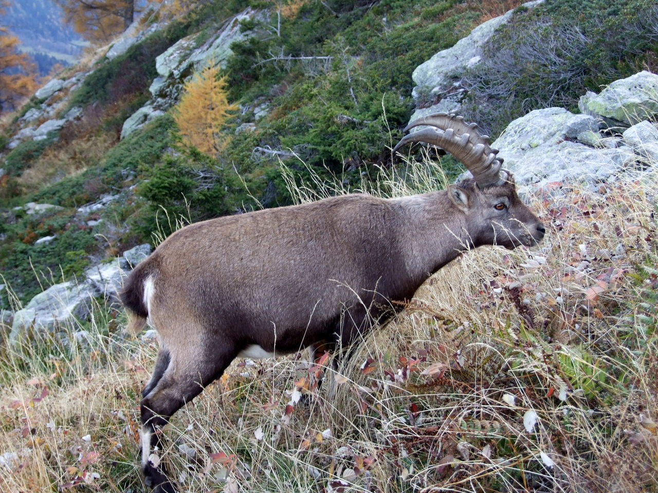 Side view of an animal | ID: 133795515